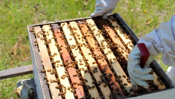 Three Tips To Help You Move Bees From An Old Hive To A New Hive - Delee ...
