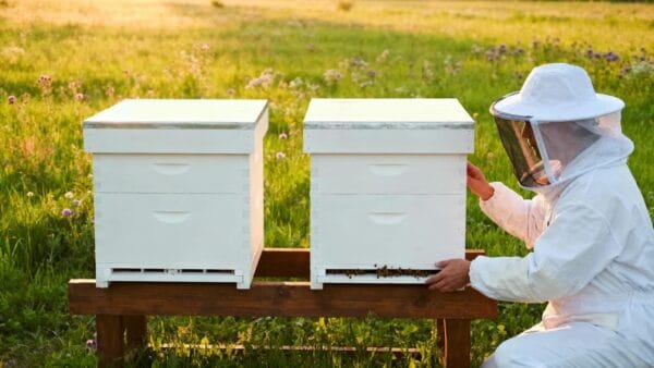 5 Essential Tips: How to Start Beekeeping Successfully Today!